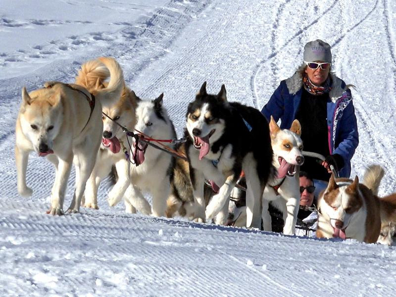 El martes 21 empieza el invierno ¡márcate una de trineo con perros ...