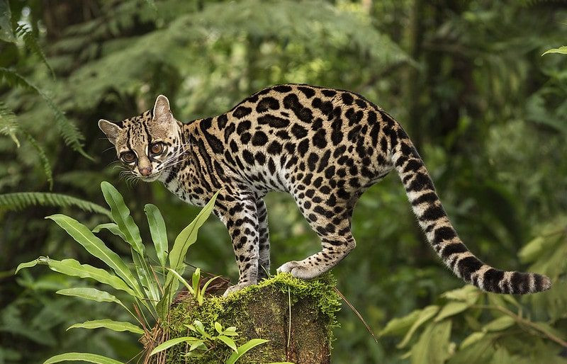 Conoce los gatos salvajes, libres y bellos | Planeta Aventura