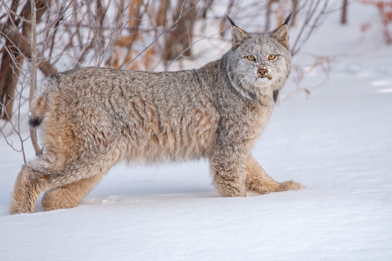 Conoce los gatos salvajes, libres y bellos | Planeta Aventura